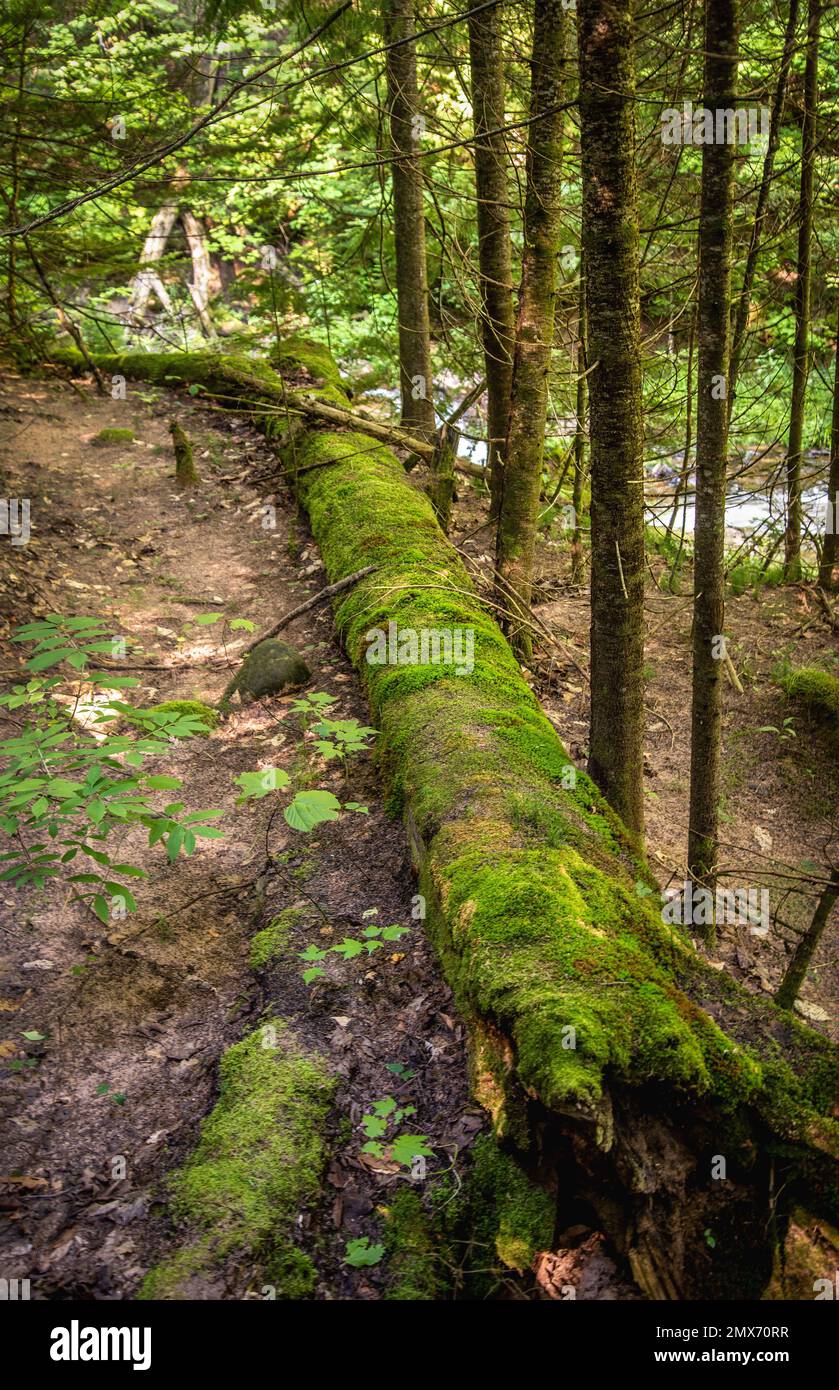 Large mossy tree branches hi-res stock photography and images - Alamy