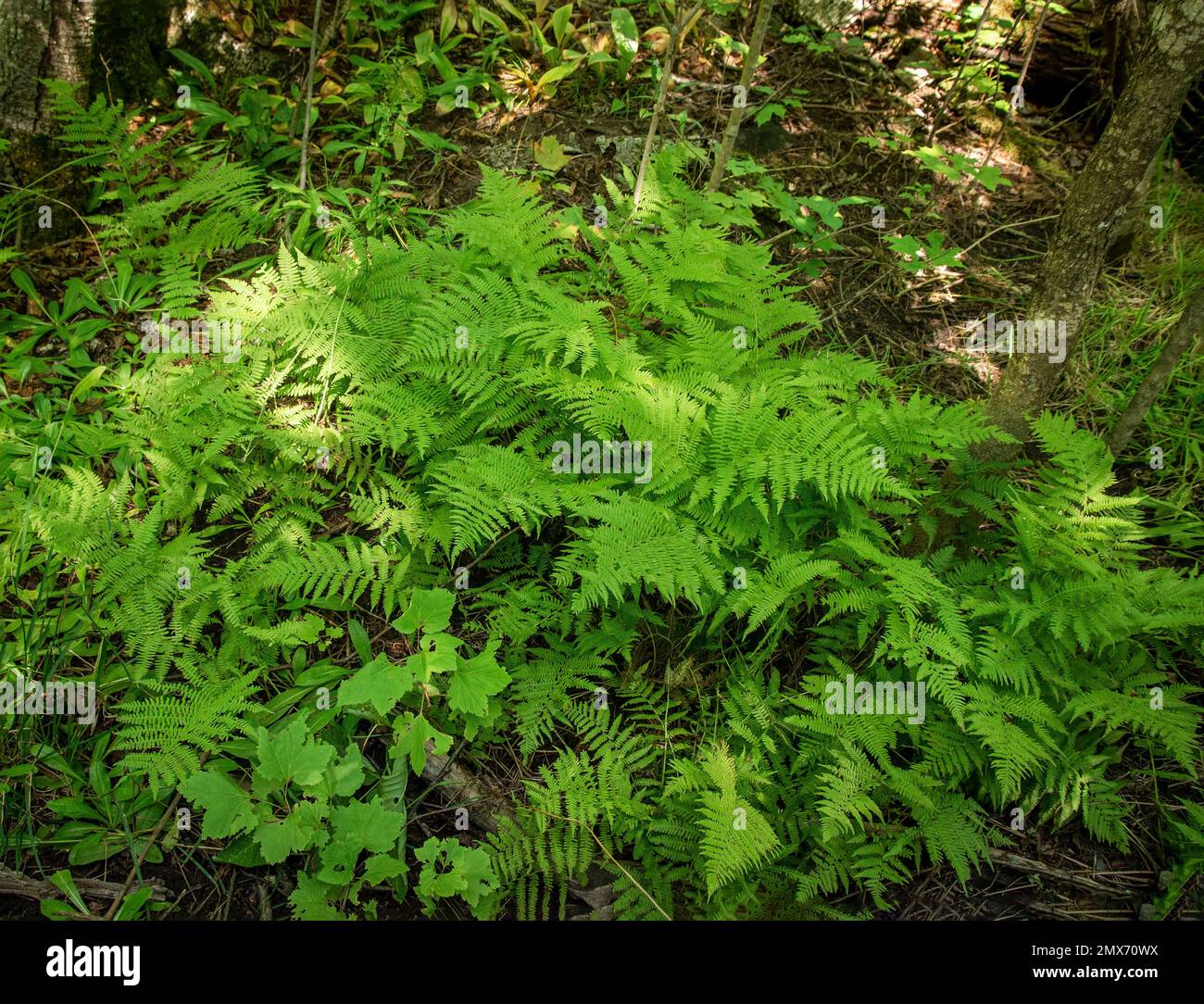 Michigan Ferns covering ground in forest floor Stock Photo - Alamy