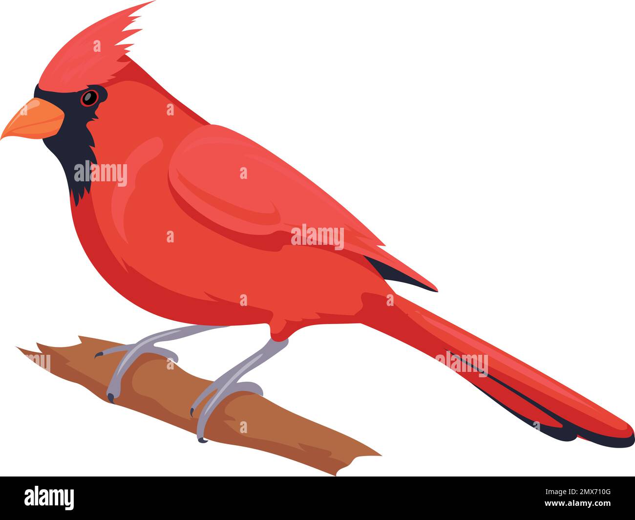 Red cardinal on tree branch. Wild nature fauna isolated on white ...