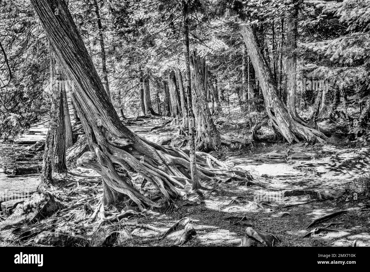 Wind and sand soil erosion reveal tree roots exposed Stock Photo - Alamy