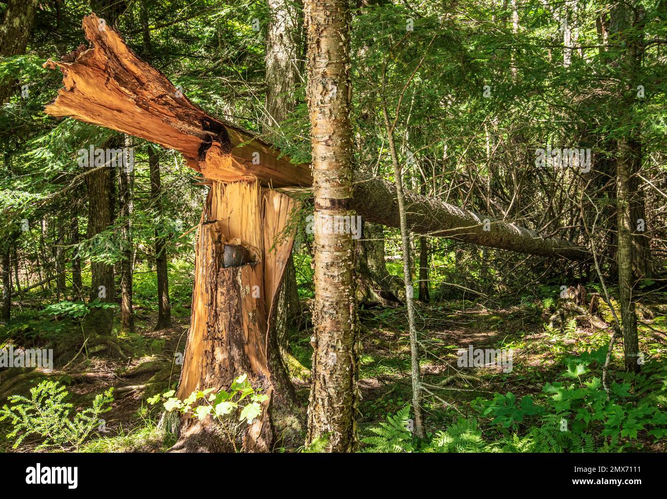 Broken large Pine tree from summer wind storm Stock Photo - Alamy