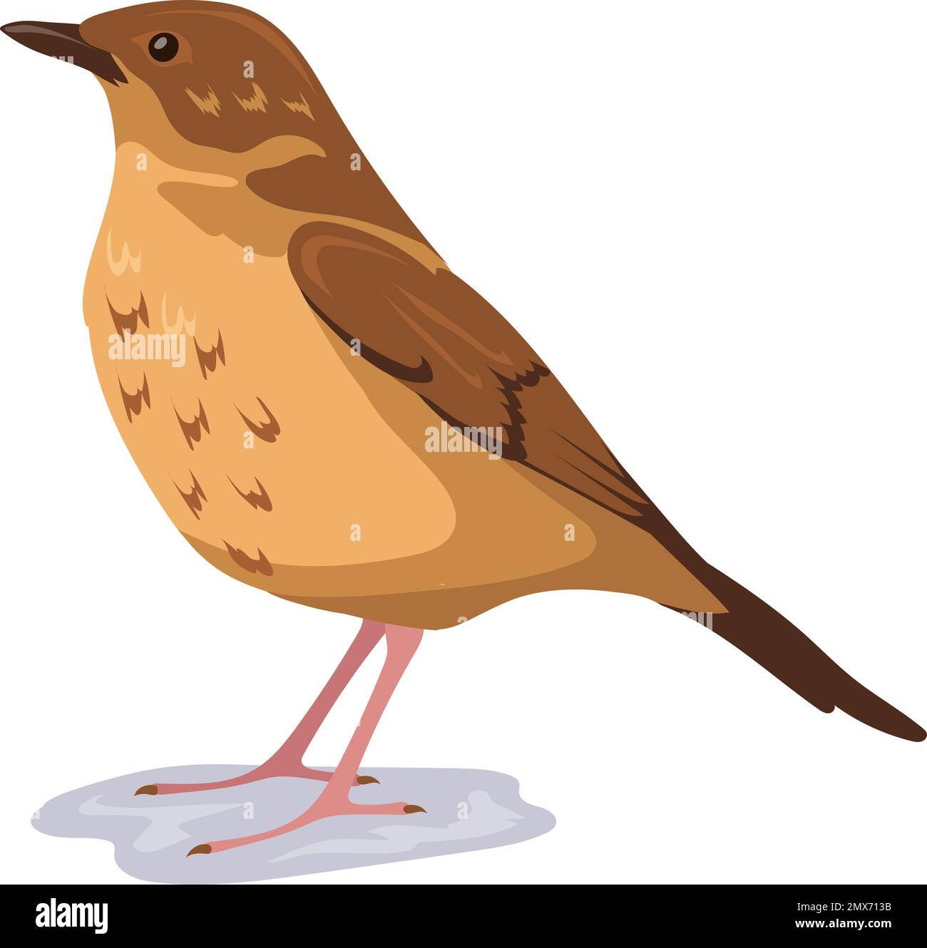 Thrush bird on winter ground. European wild fauna isolated on white ...