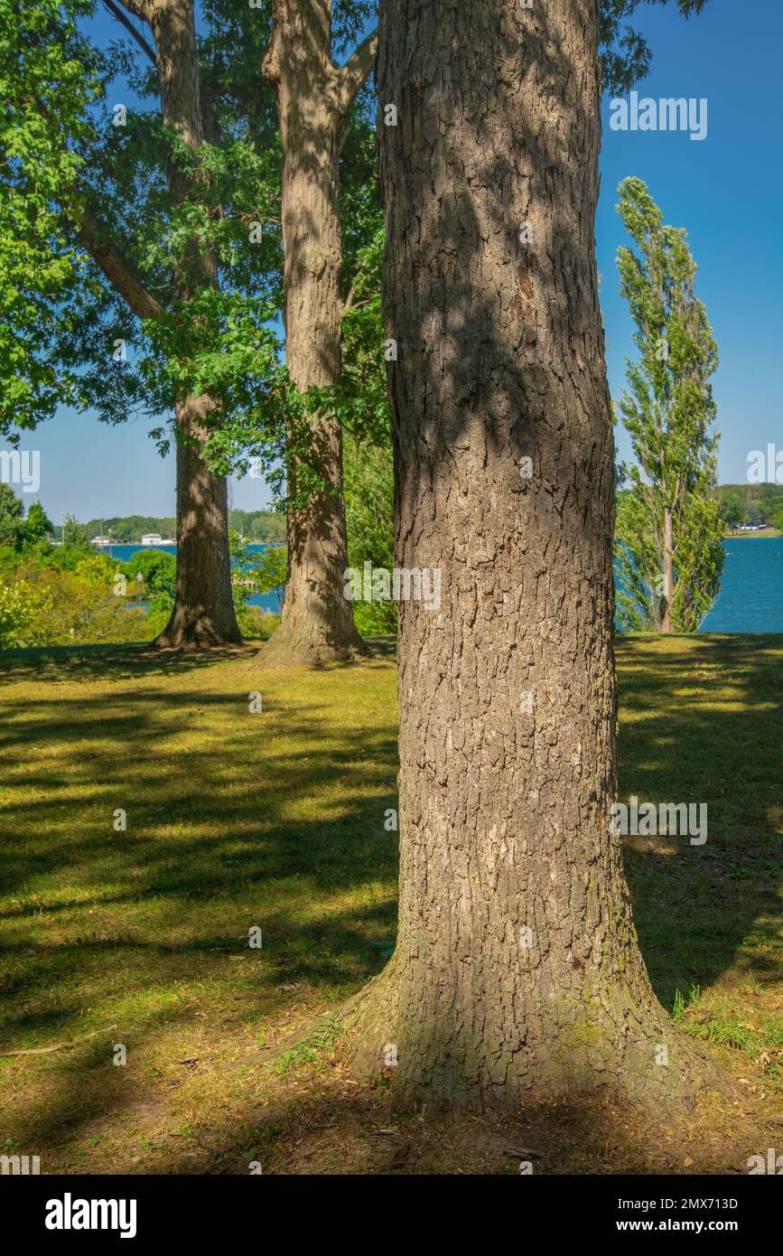 Large tree stand in Michigan park in summer Stock Photo - Alamy