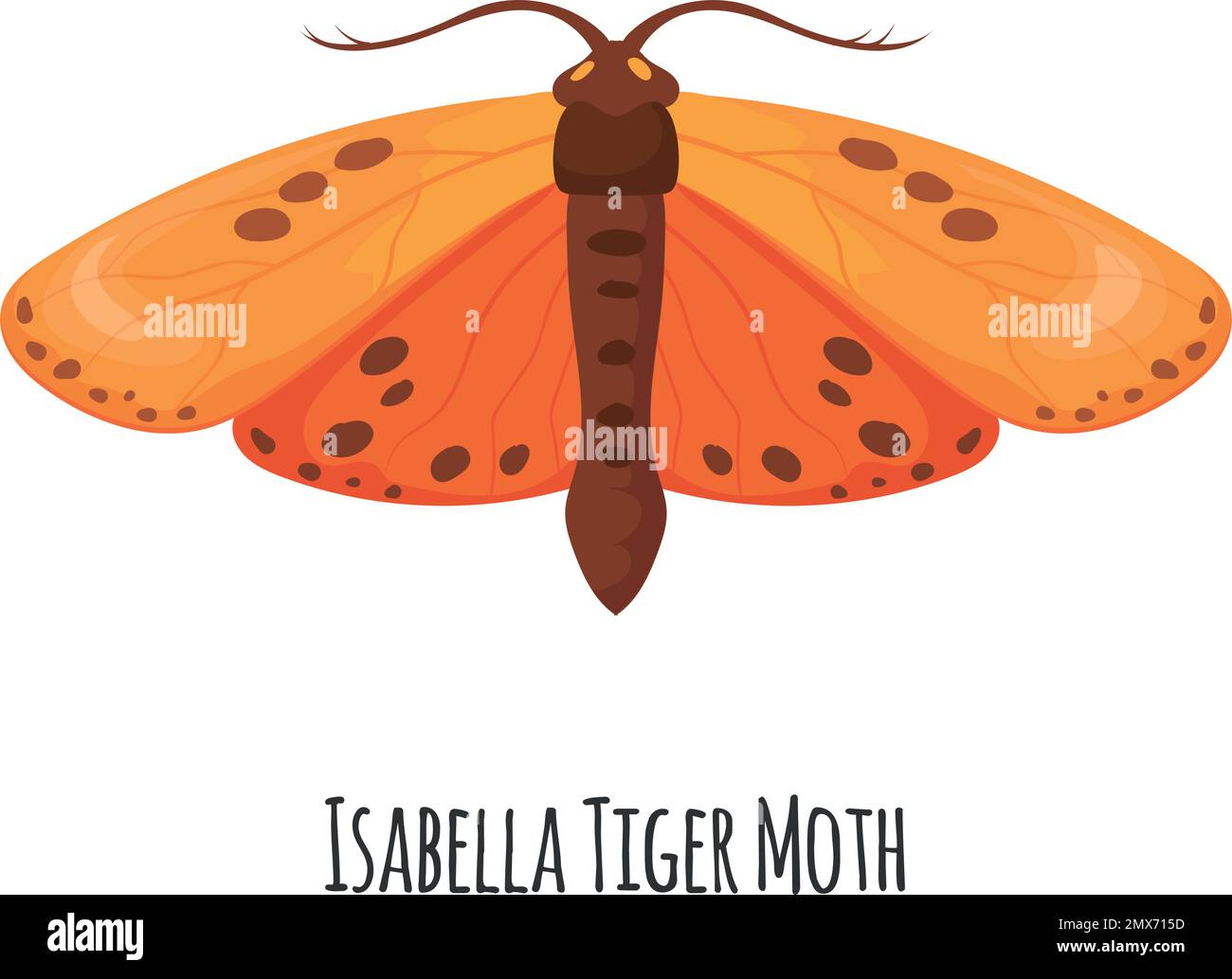 Isabella tiger moth. Ornage winged insect. Wild fauna isolated on white ...