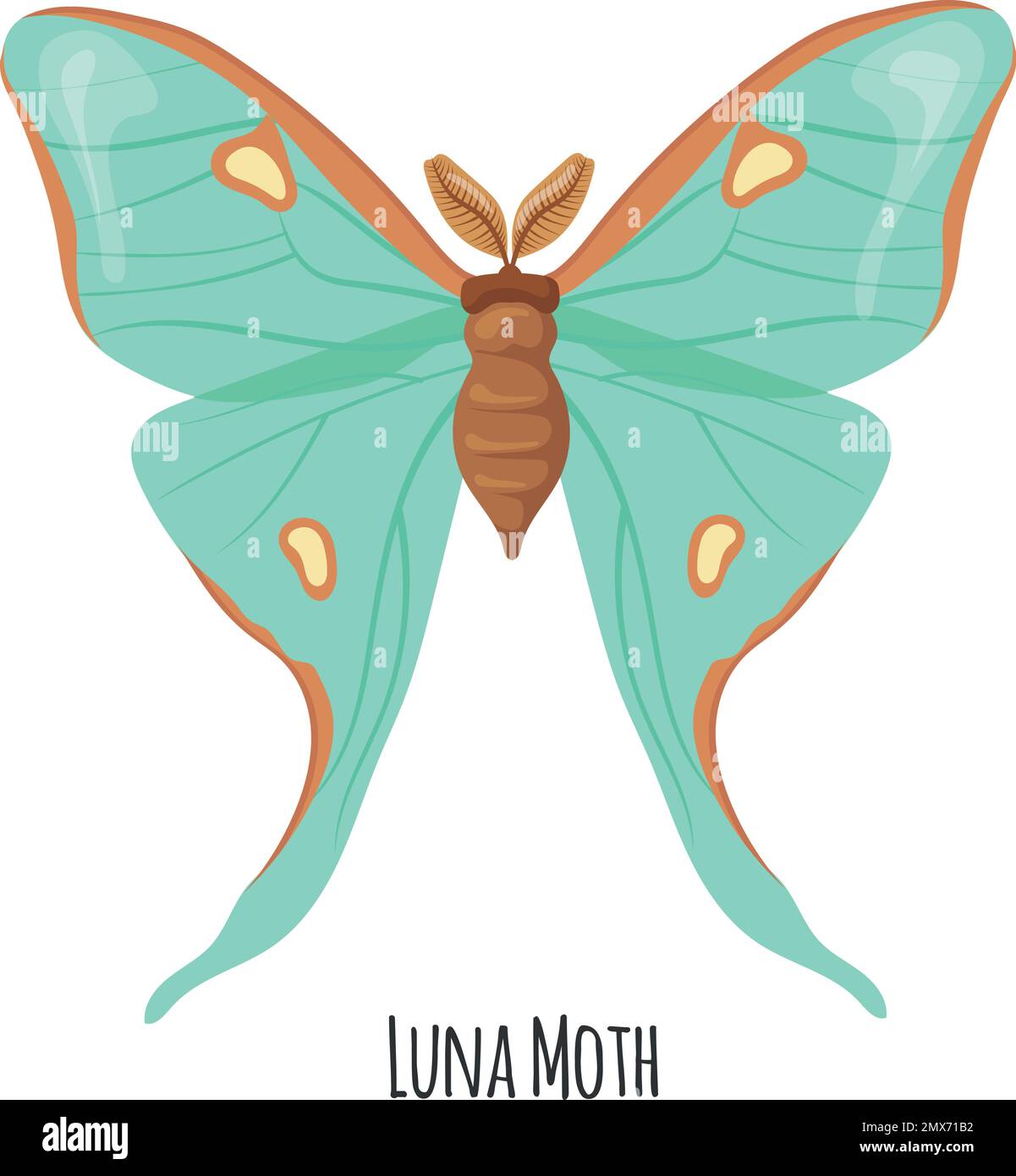 Luna moth. Summer flying animal. Winged insect isolated on white ...