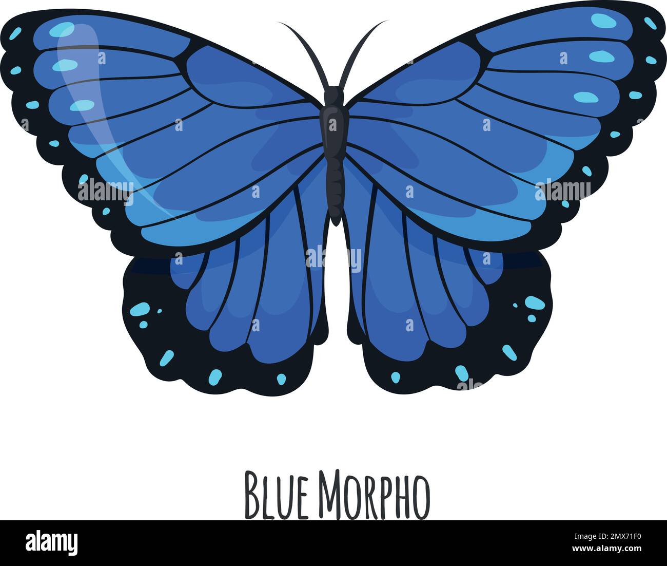 Blue morpho butterfly. Exotic winged moth animal isolated on white ...