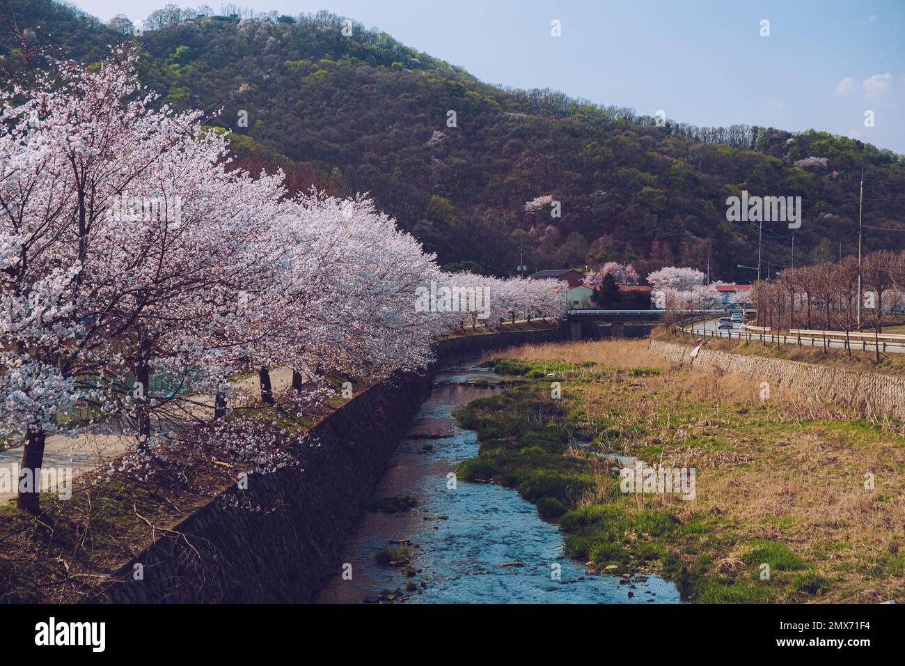 Beautiful cherry blossom in Korea Stock Photo - Alamy