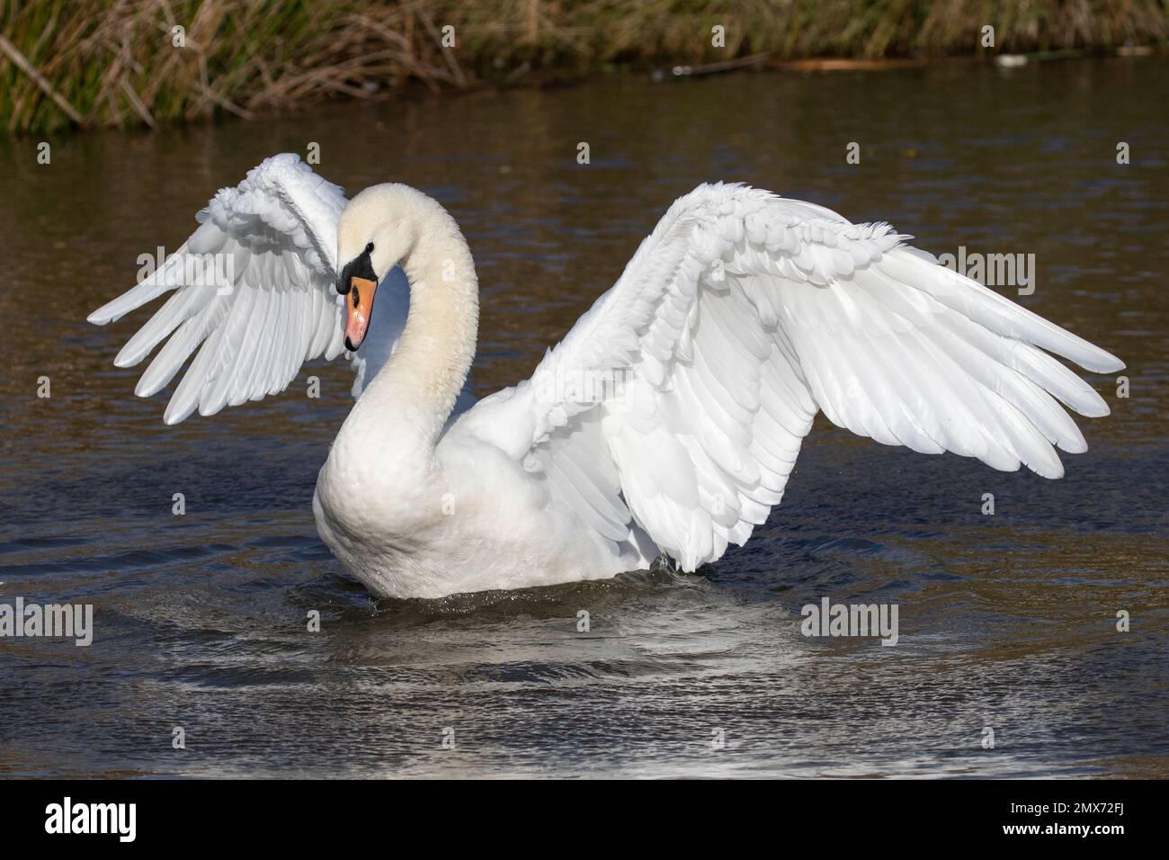 Mute swan displaying Stock Photo - Alamy