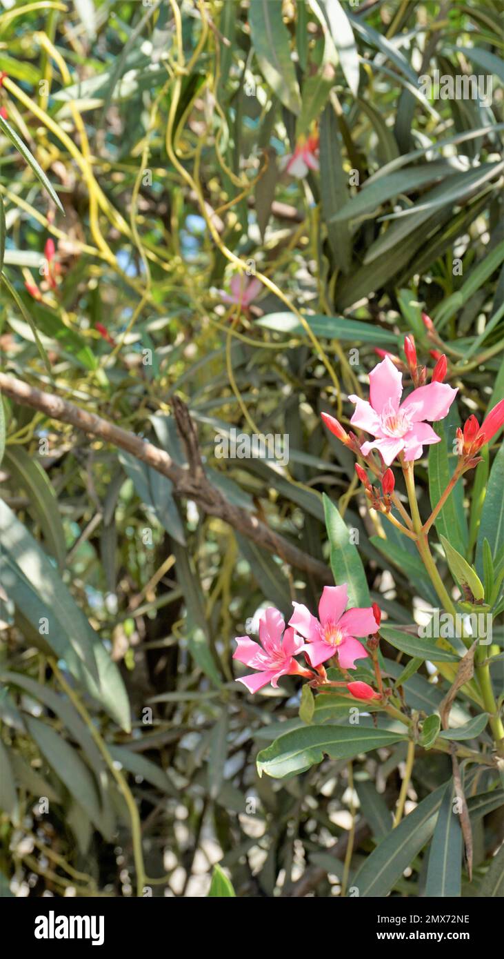 Flowers of Nerium oleander also known as Rose laurel, adelfa blanca etc ...