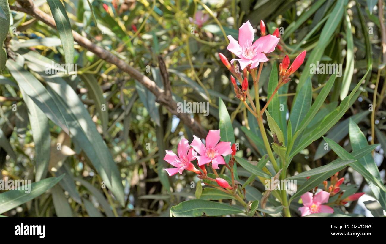 Flowers of Nerium oleander also known as Rose laurel, adelfa blanca etc ...