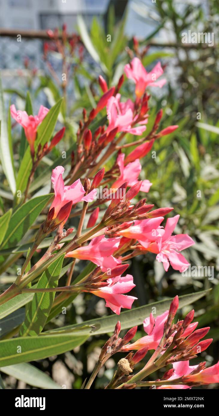 Flowers of Nerium oleander also known as Rose laurel, adelfa blanca etc ...