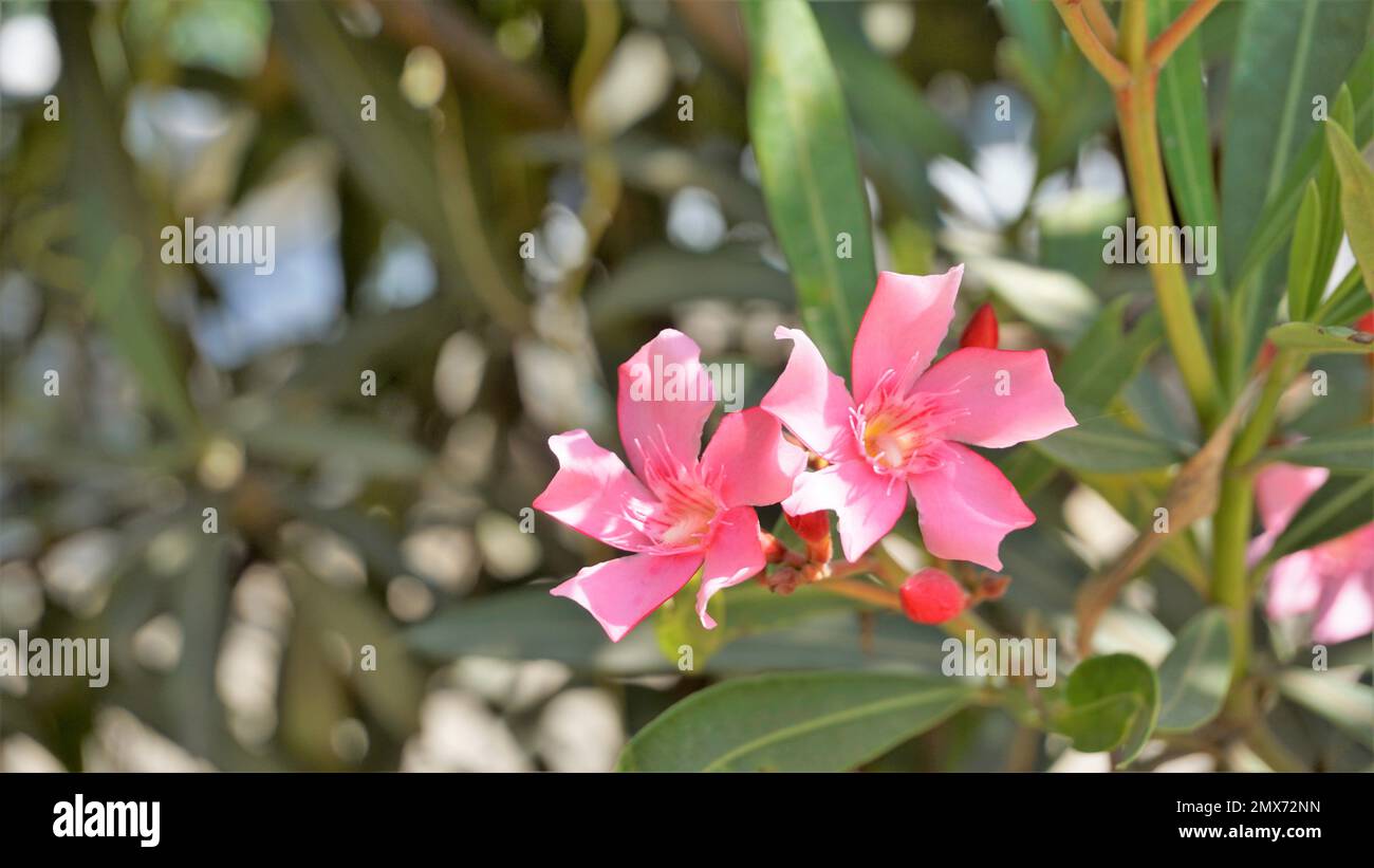 Flowers of Nerium oleander also known as Rose laurel, adelfa blanca etc ...