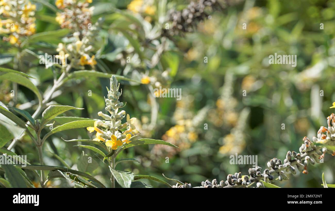 Yellow colour flowers of Buddleja madagascariensis also known as ...