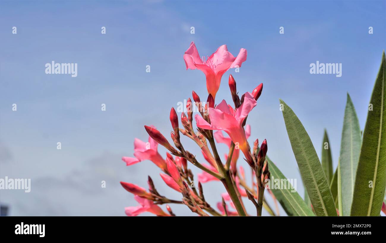 Flowers of Nerium oleander also known as Rose laurel, adelfa blanca etc ...
