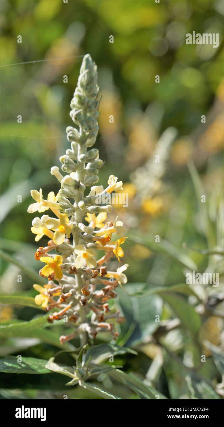 Yellow colour flowers of Buddleja madagascariensis also known as ...