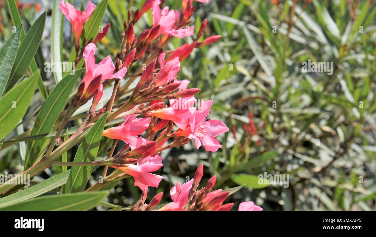 Flowers of Nerium oleander also known as Rose laurel, adelfa blanca etc ...