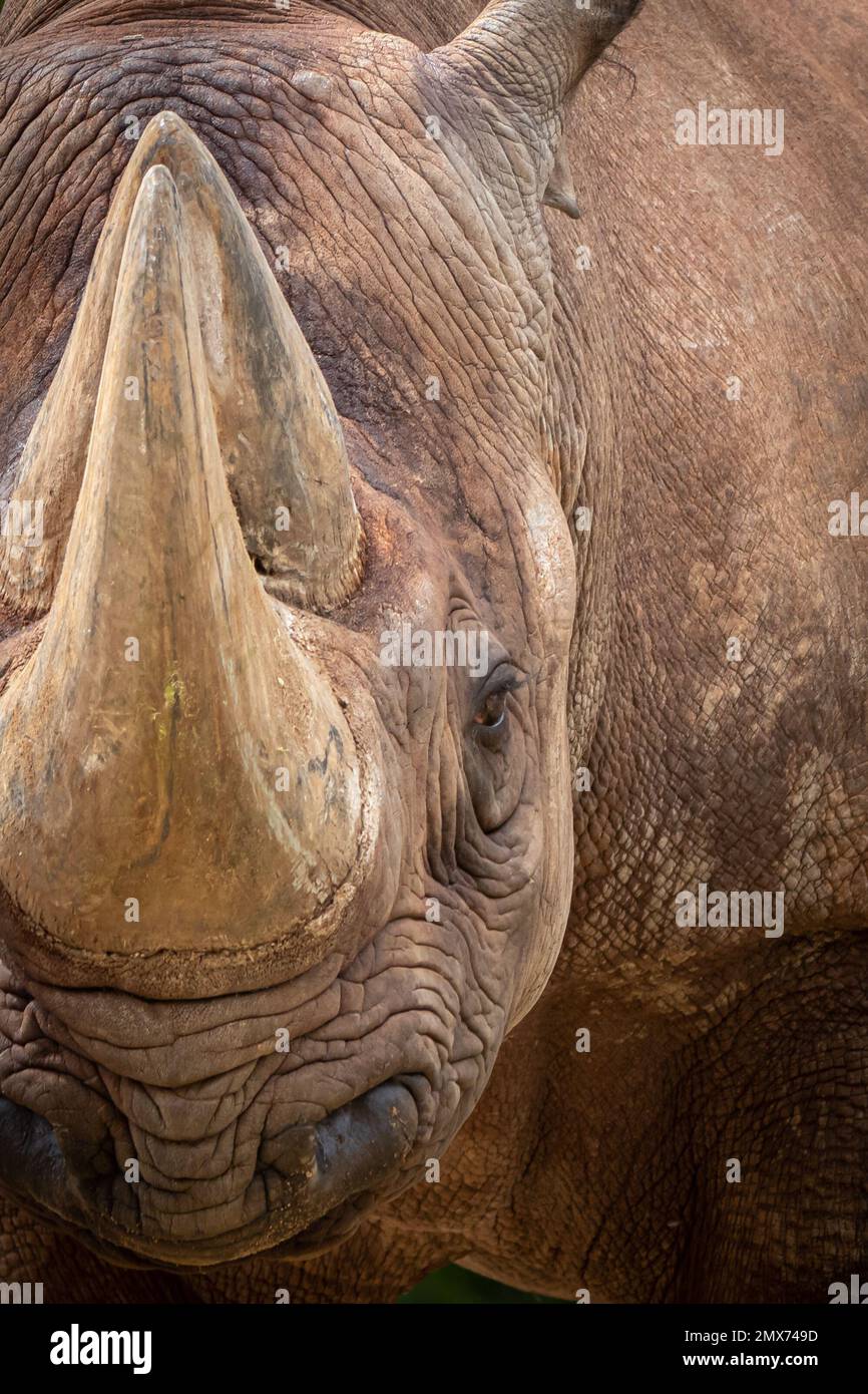 beautiful closeup portrait of a rhino face Stock Photo - Alamy