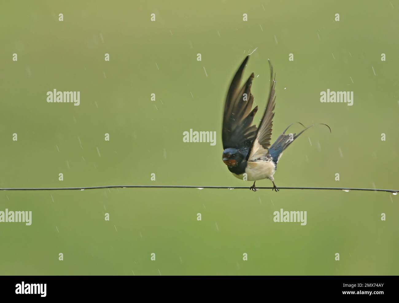Barn Swallow (Hirundo rustica rustica) adult male taking off from wire ...