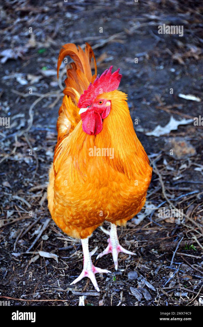 Red rooster stands inside an outdoor chicken yard in Southeast Texas ...