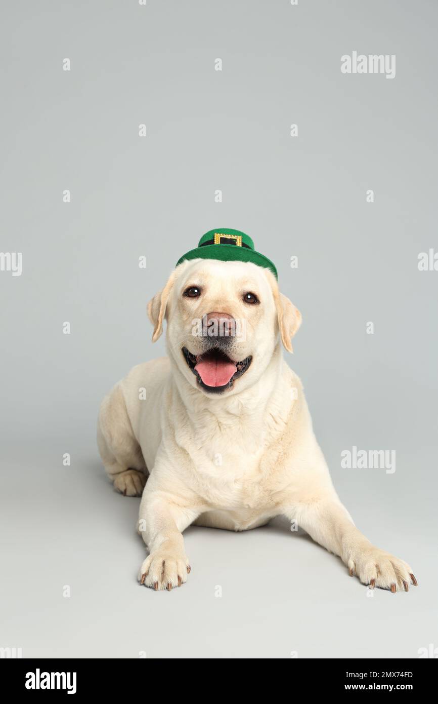 Yellow Labrador Wallpaper