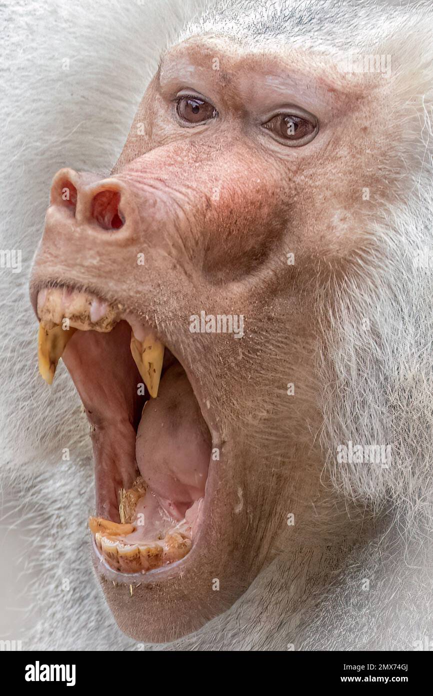 African Baboons Teeth