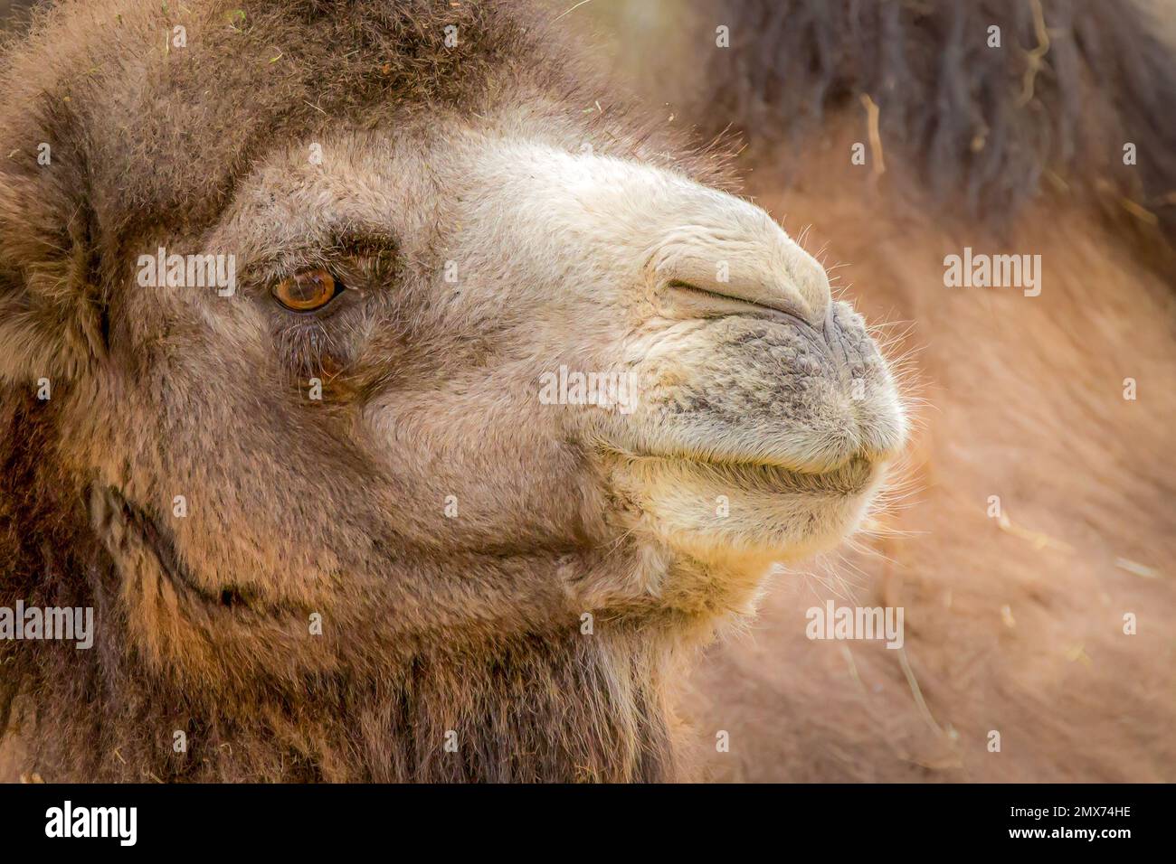 closeup side view portrait of a camel Stock Photo - Alamy