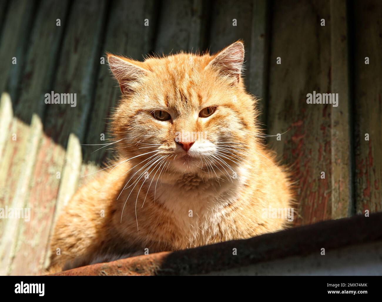 Ginger stray cat hi-res stock photography and images - Alamy