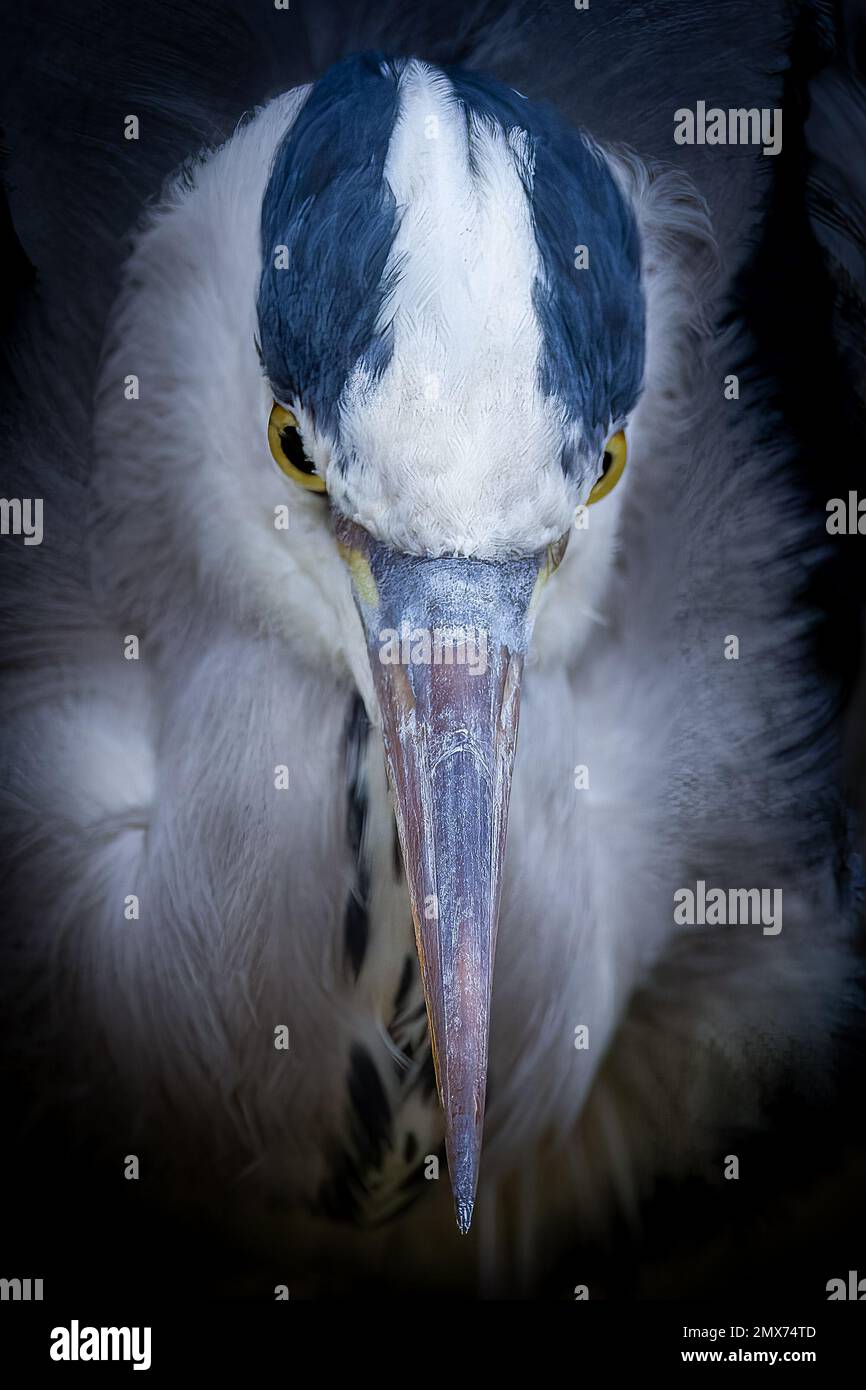 close-up vertical portrait of a heron showing eyes and beak Stock Photo ...