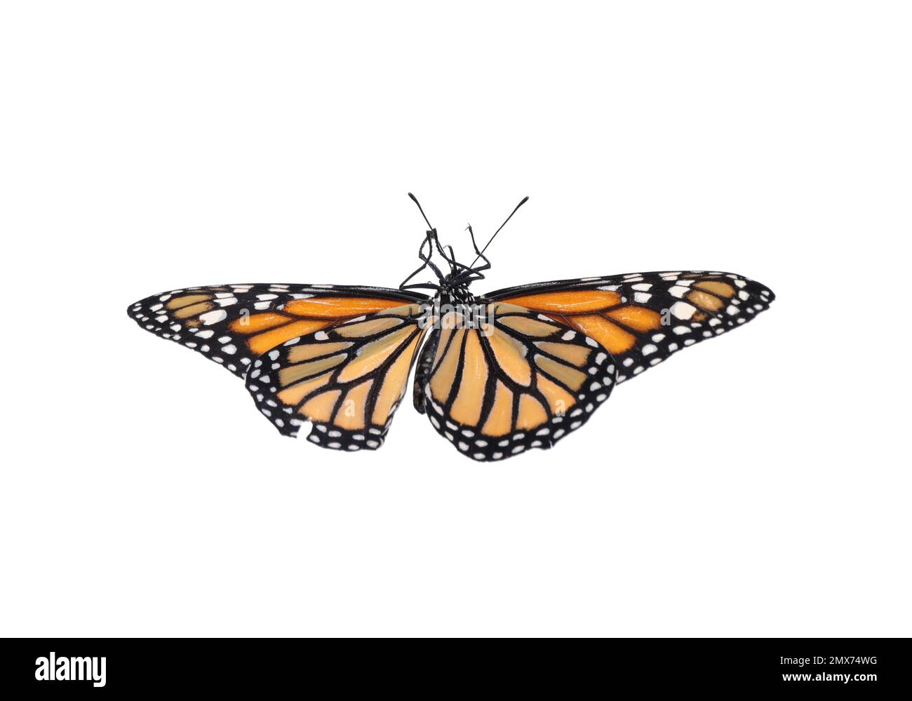 Beautiful fragile monarch butterfly isolated on white Stock Photo - Alamy