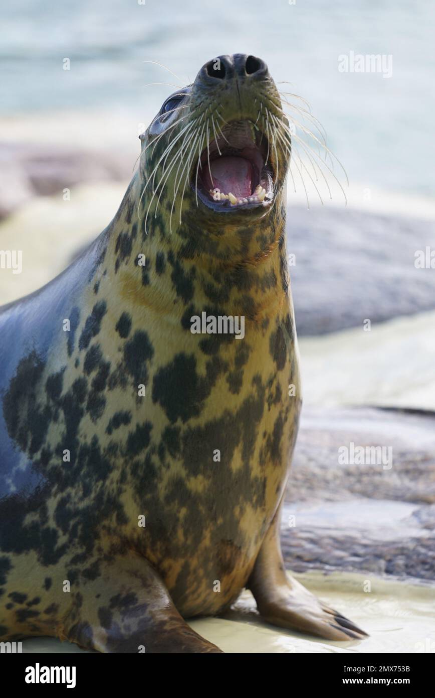 30 January 2023, Schleswig-Holstein, Friedrichskoog: A grey seal sits ...