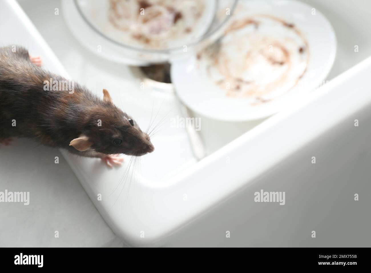 Rat near kitchen sink with dirty dishes. Pest control Stock Photo - Alamy