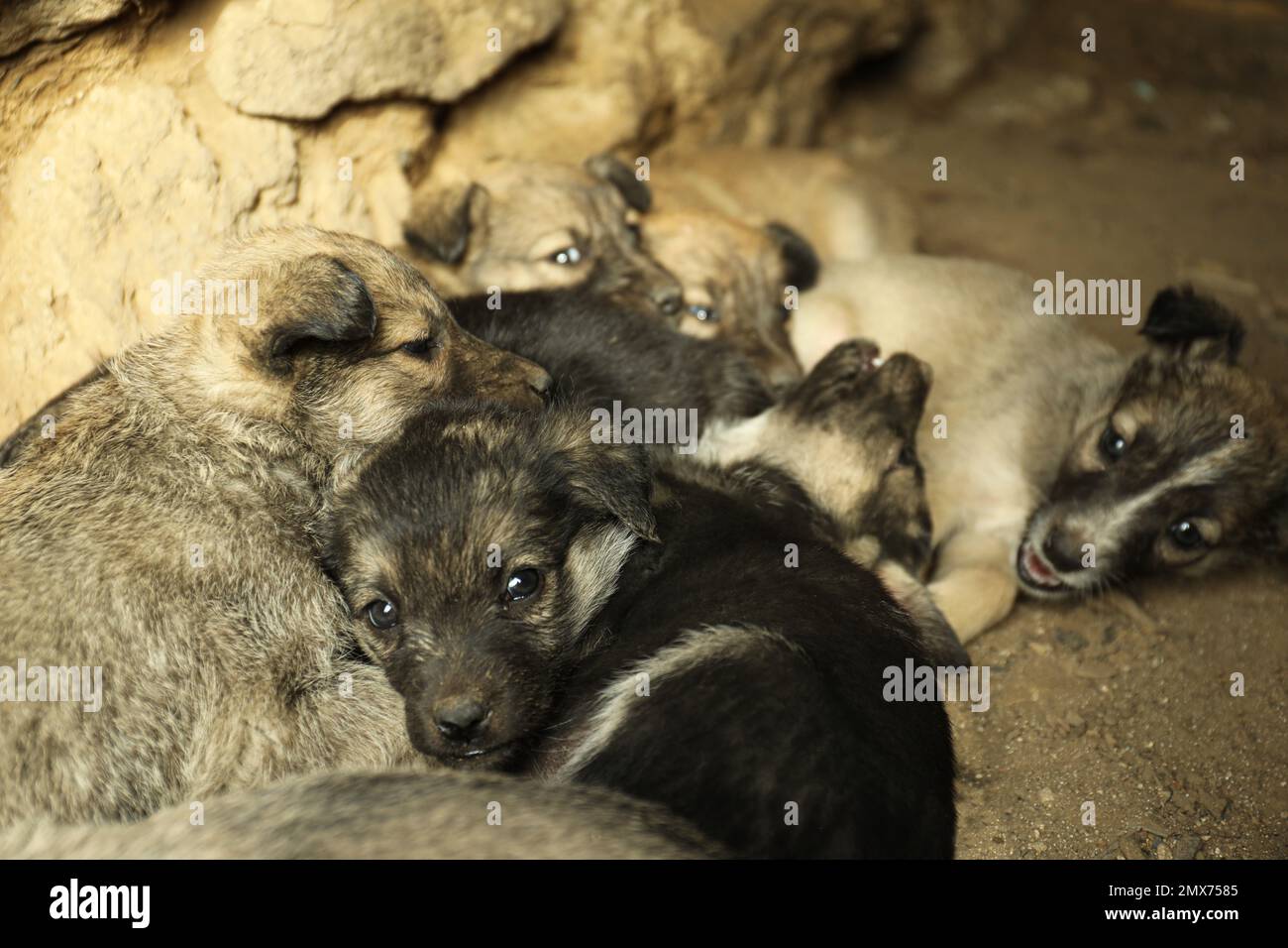 Homeless pets animals in hi-res stock photography and images - Alamy