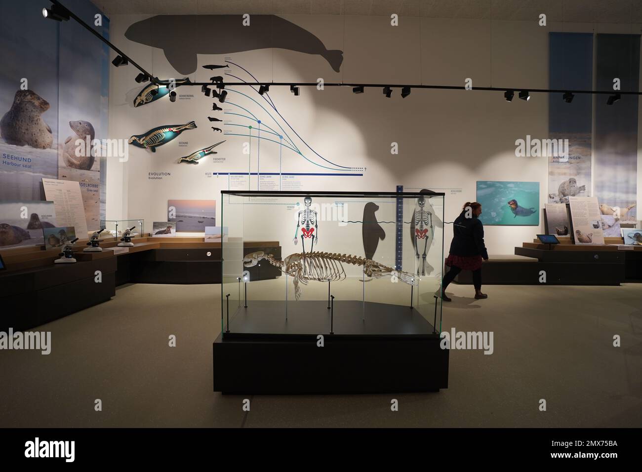 Friedrichskoog, Germany. 30th Jan, 2023. A seal skeleton stands in the ...