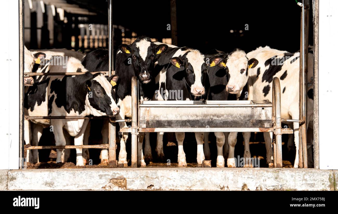 02 February 2023, Mecklenburg-Western Pomerania, Lübesse: Cows stand in ...