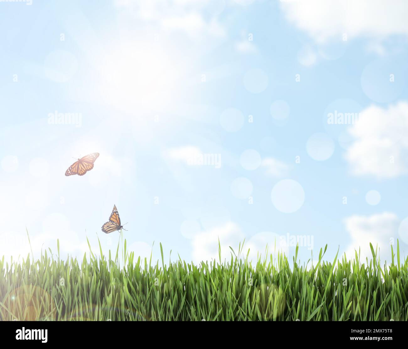 Grass with butterflies hi-res stock photography and images - Alamy