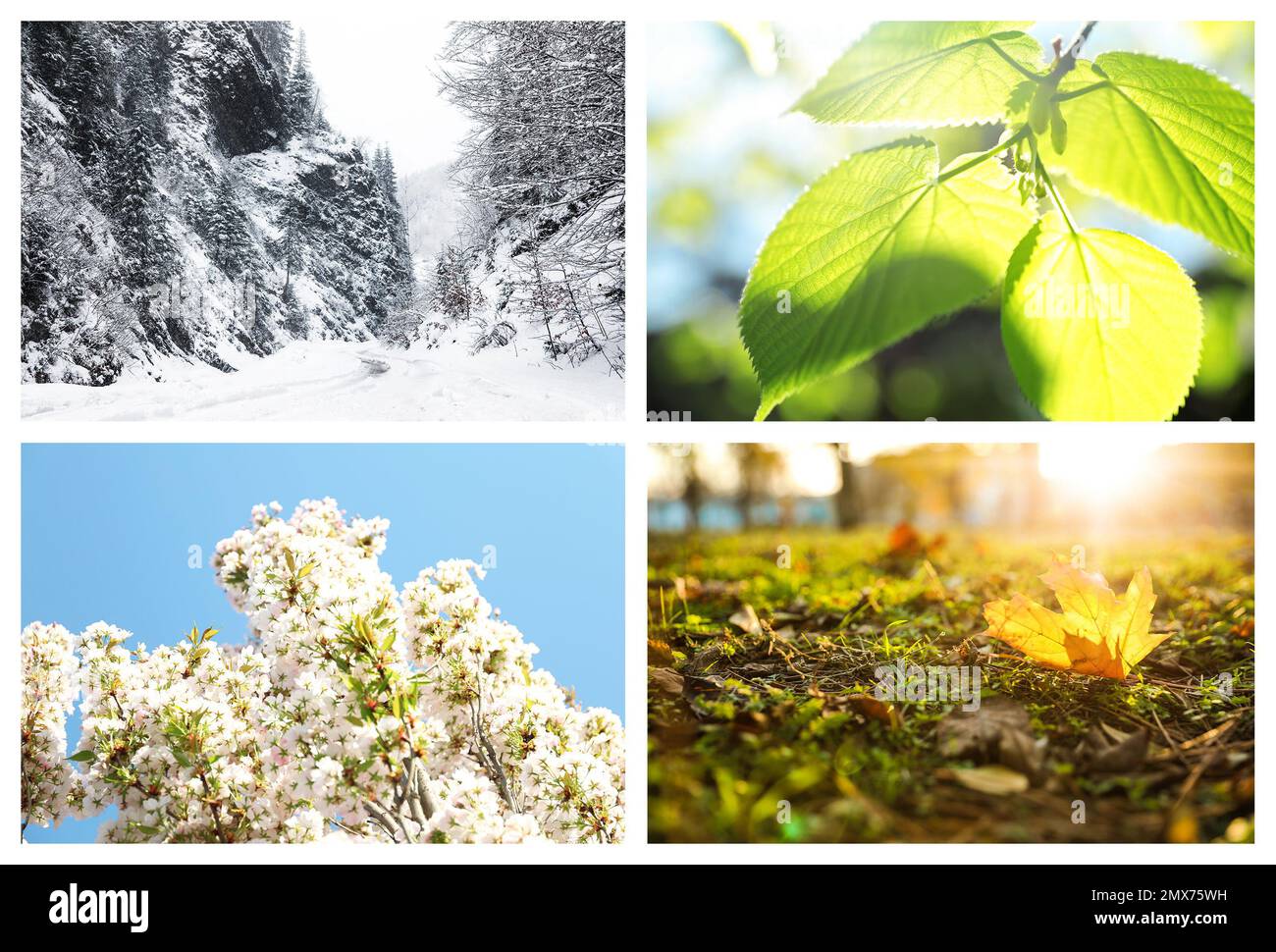 Beautiful photos of nature. Four seasons collage Stock Photo - Alamy