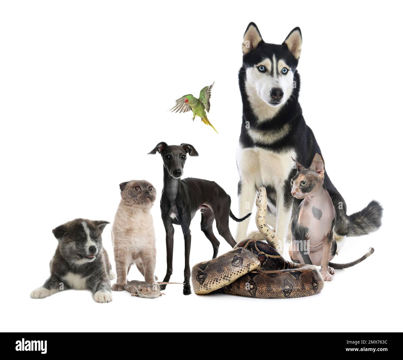 Group of different pets on white background Stock Photo - Alamy