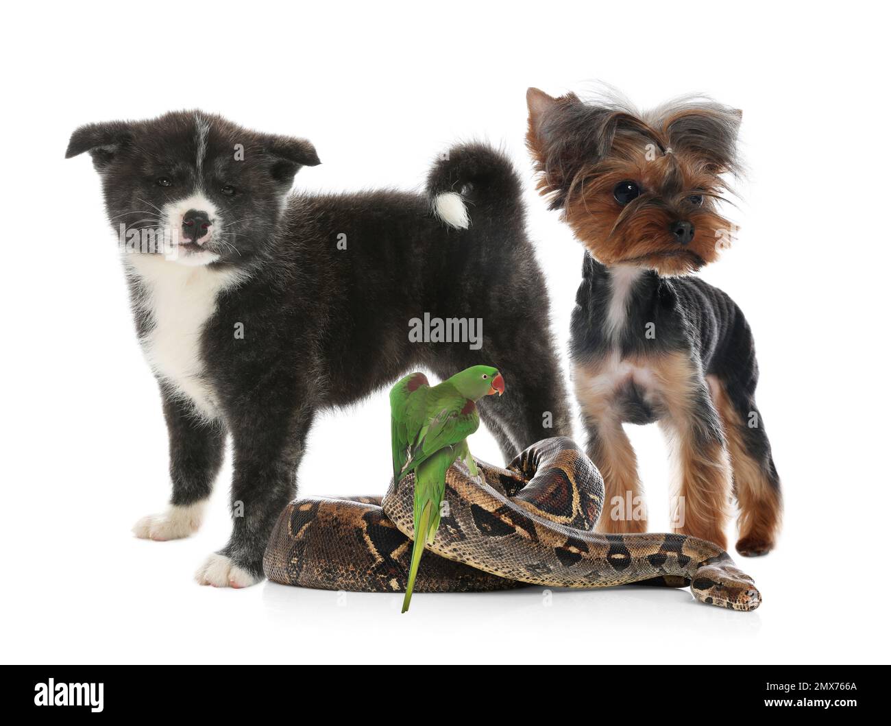 Group of different pets on white background Stock Photo - Alamy