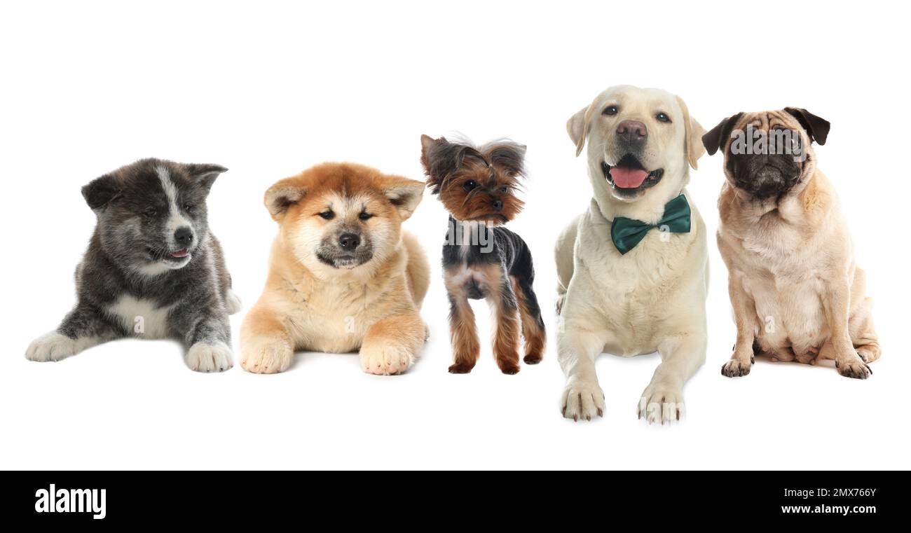 Pictures Of Different Dogs at Marion Ohara blog