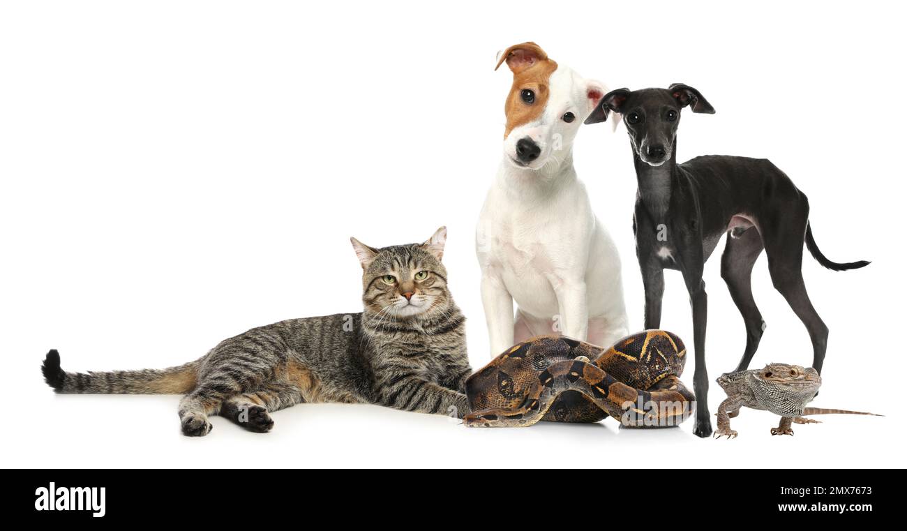Group of different pets on white background. Banner design Stock Photo ...