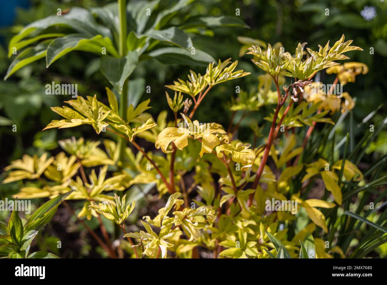 Blooming Dicentra spectabilis 'Gold Heart' in the garden Stock Photo ...