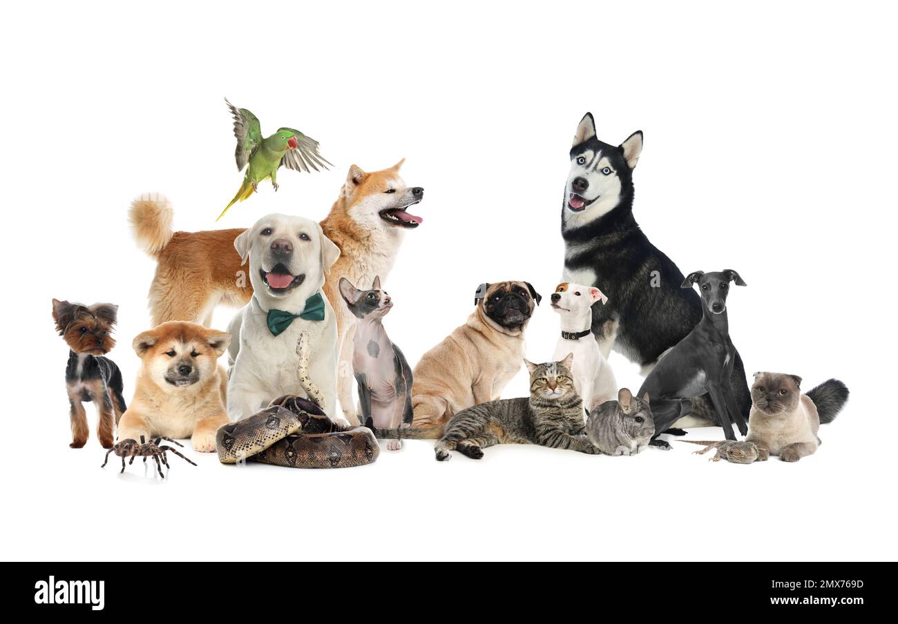 Group of different pets on white background Stock Photo - Alamy