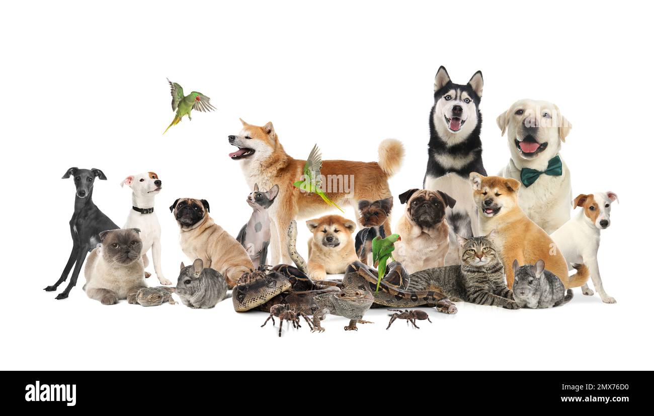 Group of different pets on white background Stock Photo - Alamy