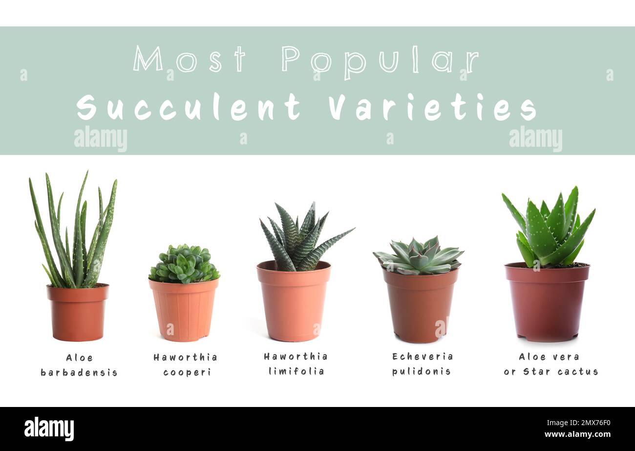 Most popular succulent varieties. Houseplants and names on white ...