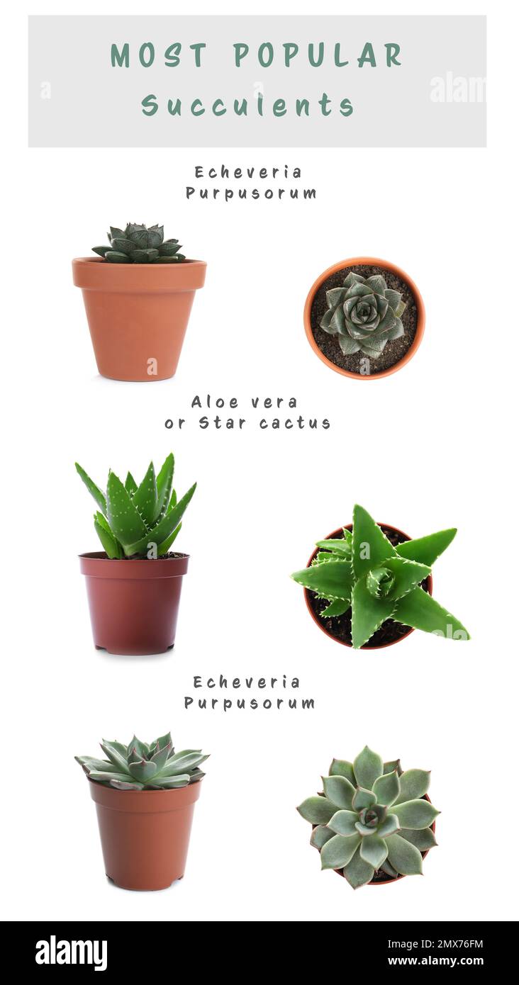 Most popular succulent varieties. Houseplants and names on white ...