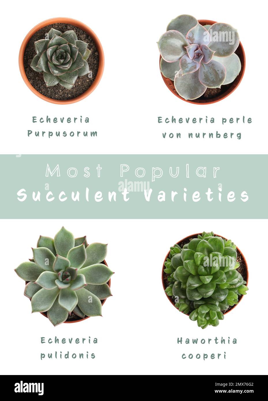 Most popular succulent varieties. Houseplants and names on white ...