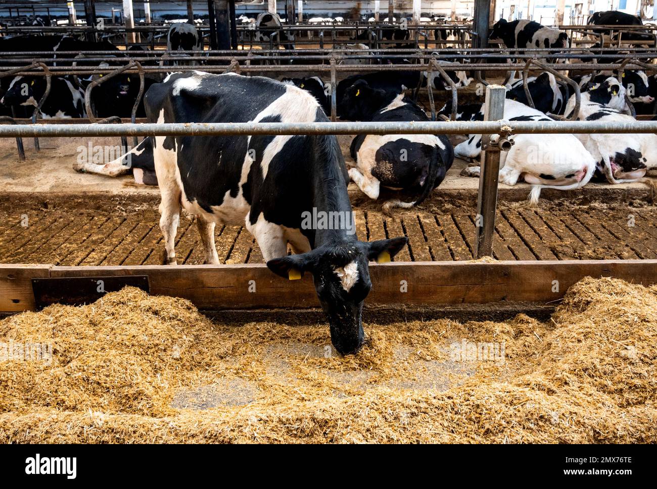 Mirow, Germany. 02nd Feb, 2023. Cows stand in a free stall with ...