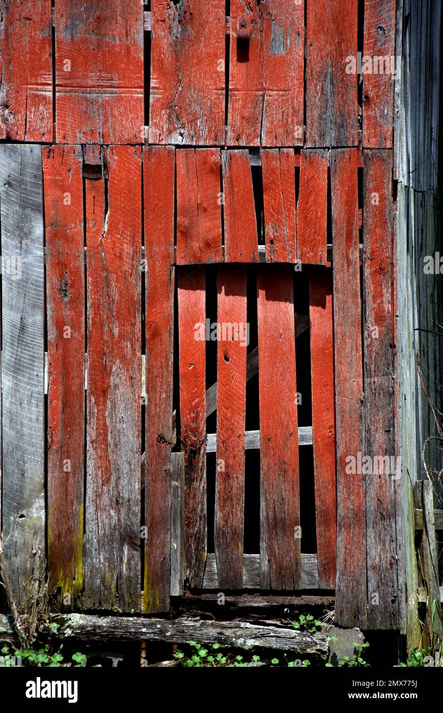 Corner of red, wooden, weathered barn has chained door that is shut ...