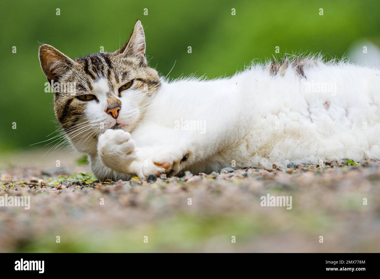 Cat lying down on the ground Stock Photo - Alamy