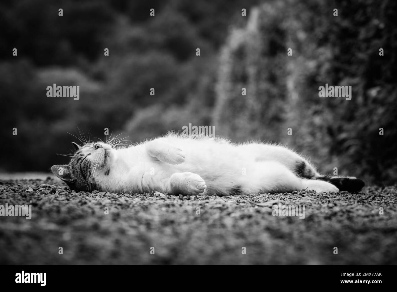 Cat lying down on the ground Stock Photo - Alamy